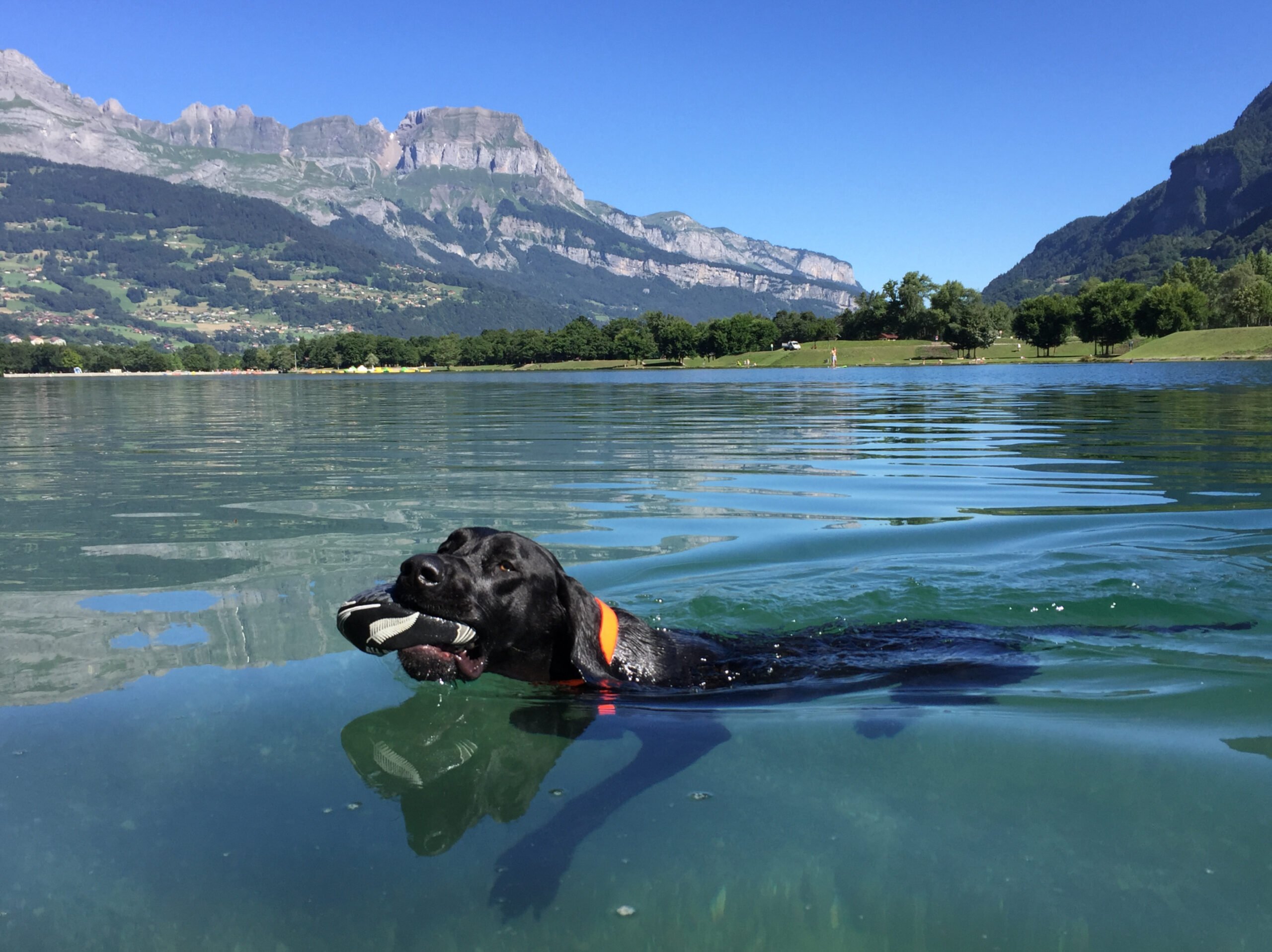 Lottie & Bailey - RtW Team Mascots - Run The Wild