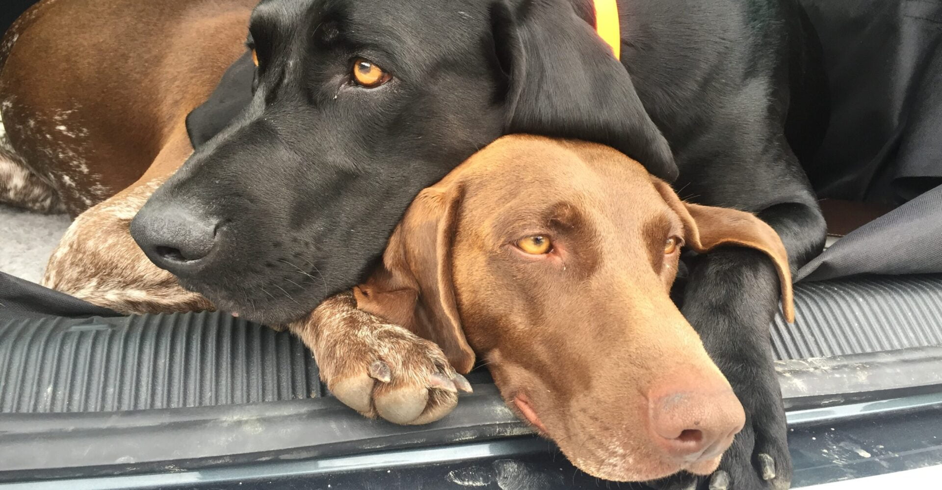 Lottie & Bailey - RtW Team Mascots - Run The Wild